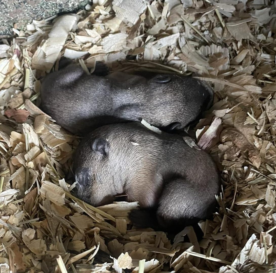 Punxsutawney Phil and wife, Phyllis, welcome baby groundhogs ...